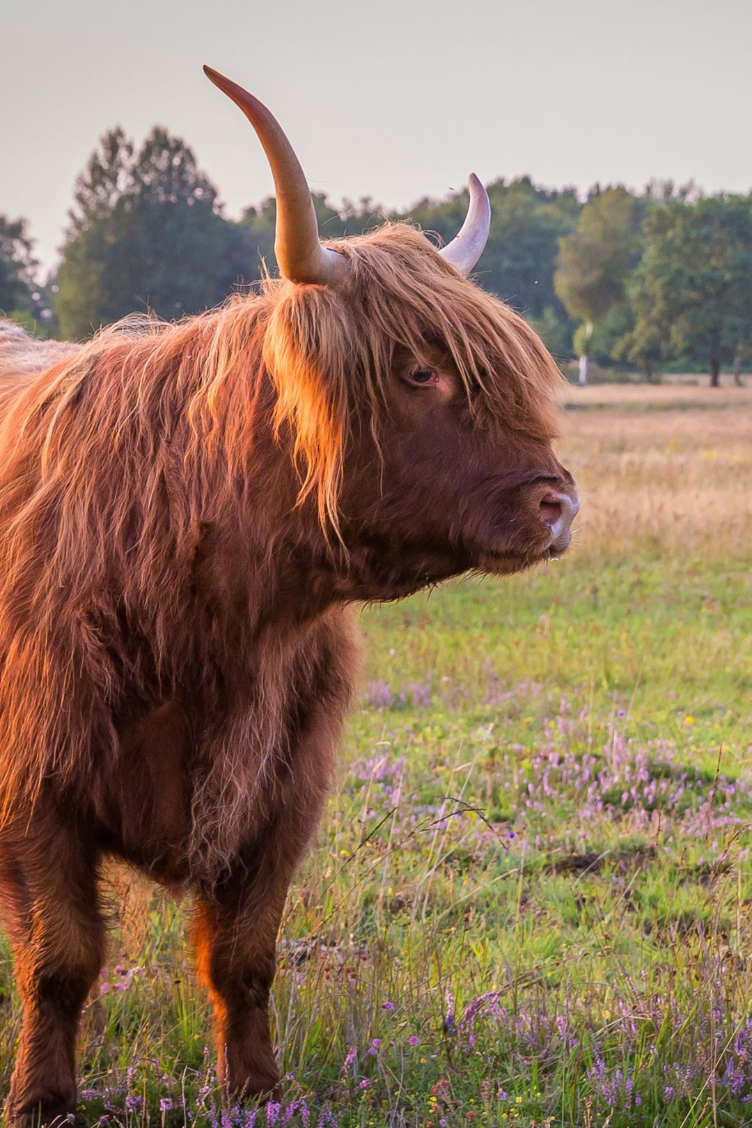 Buffels | Cycling Buffels